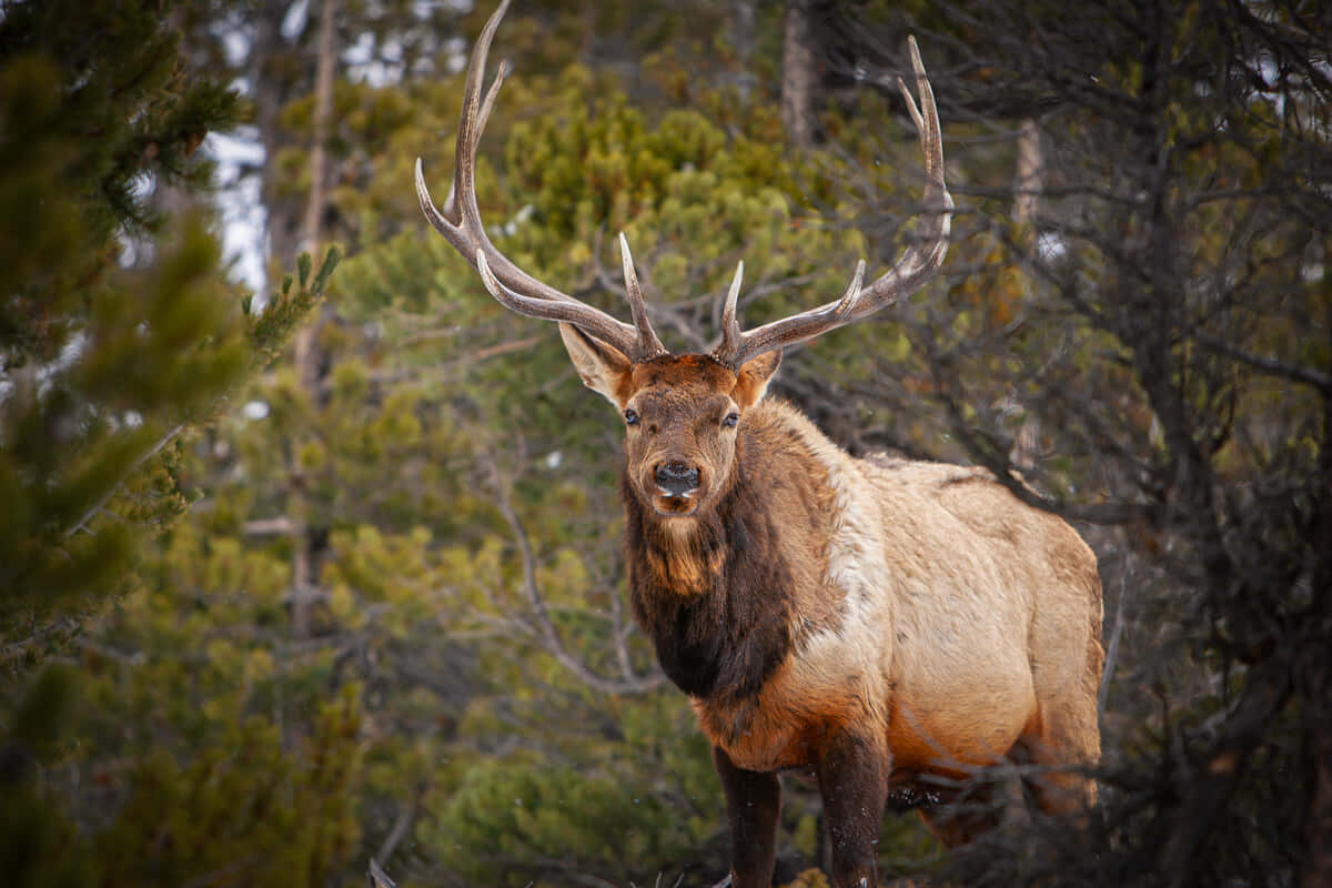 The Return of the King: The Elk's Majestic | Bernie Gilchrist